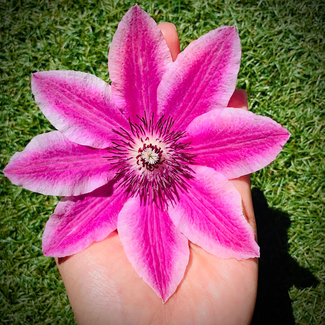 Juste Nature- Multi Award Winning Natural Skincare